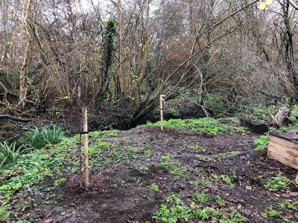 National Tree Week 2020 | The Friends of Leap Valley