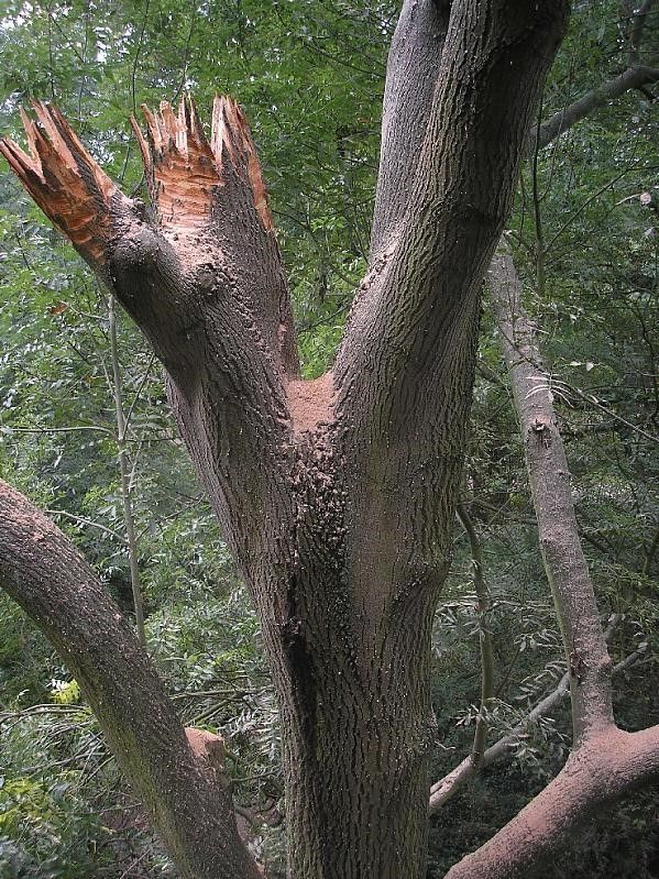 Ash Dieback Disease | The Friends of Leap Valley
