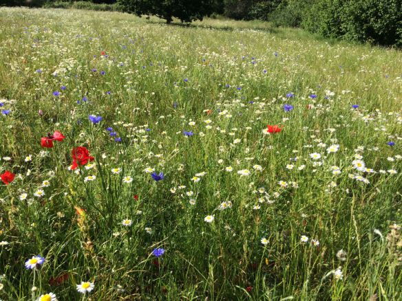 Views of Leap Valley | The Friends of Leap Valley